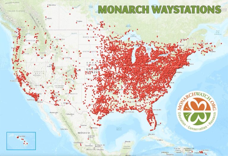 Monarch Waystations – Radical Moderate